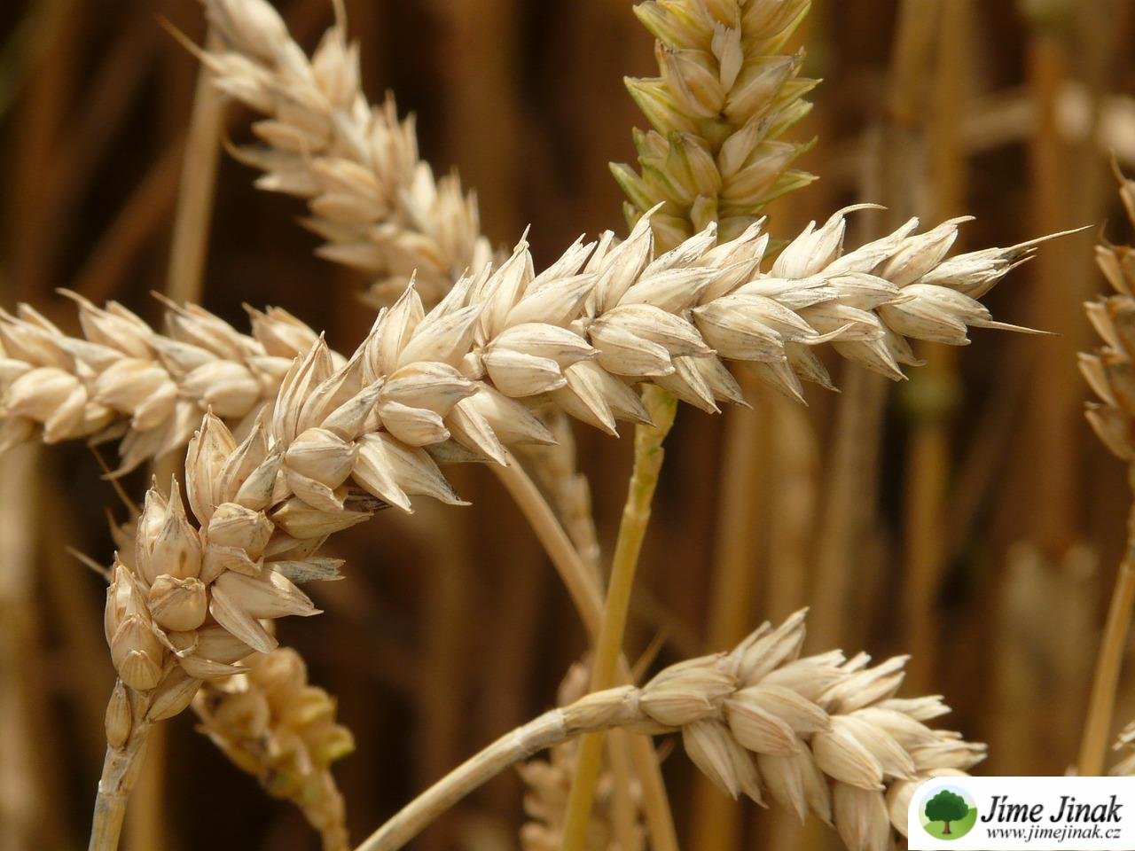 Lepkové obiloviny – pšenice, ječmen, žito a oves | Jíme Jinak