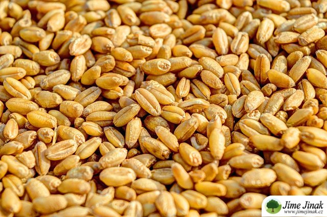 Lepkové obiloviny – pšenice, ječmen, žito a oves | Jíme Jinak
