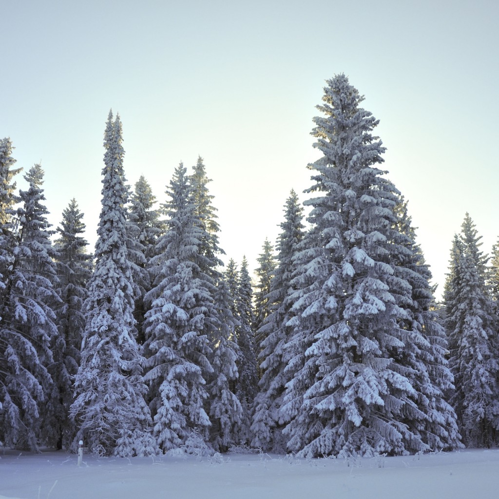 Biologická zima už je tu! | Jíme Jinak