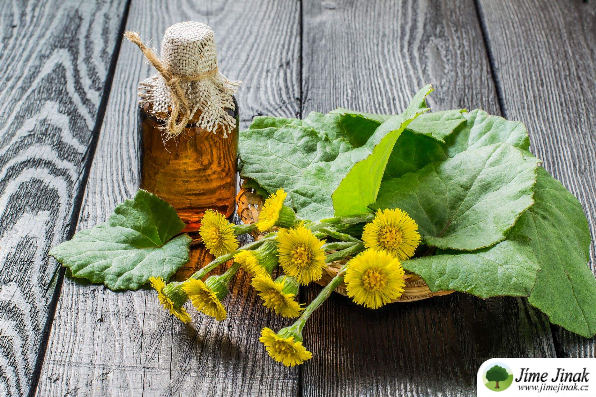 Podběl – bylinka nejen na kašel | Jíme Jinak