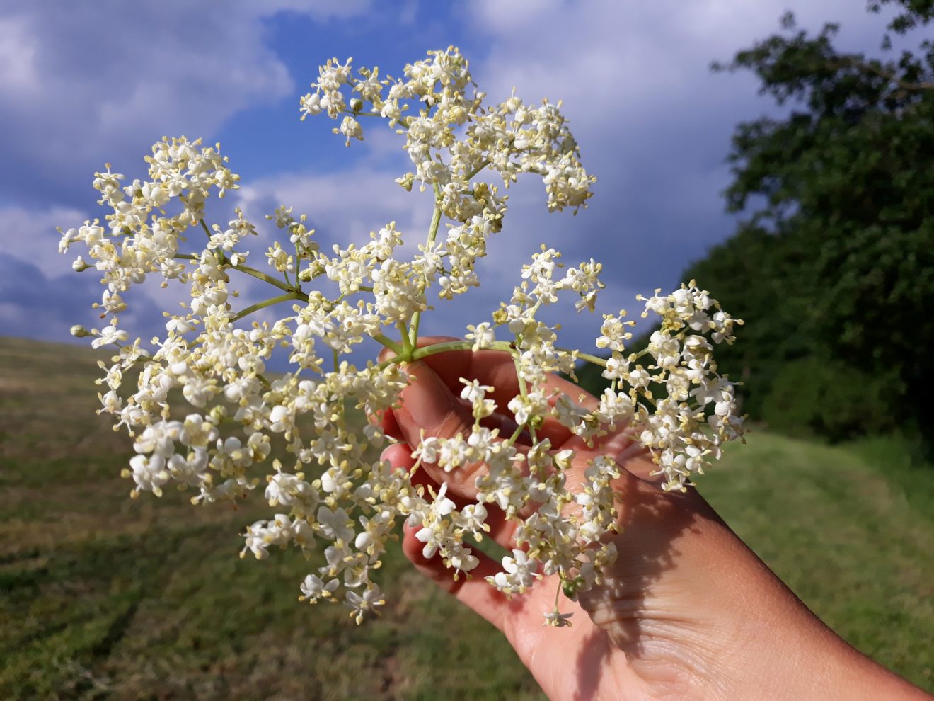 Květy černého bezu v kuchyni: 6 tipů, jak je využít! | Jíme Jinak