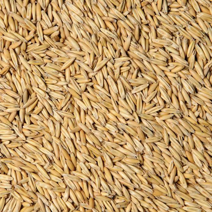 Lepkové obiloviny – pšenice, ječmen, žito a oves | Jíme Jinak