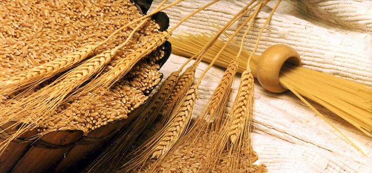 Lepkové obiloviny – pšenice, ječmen, žito a oves | Jíme Jinak